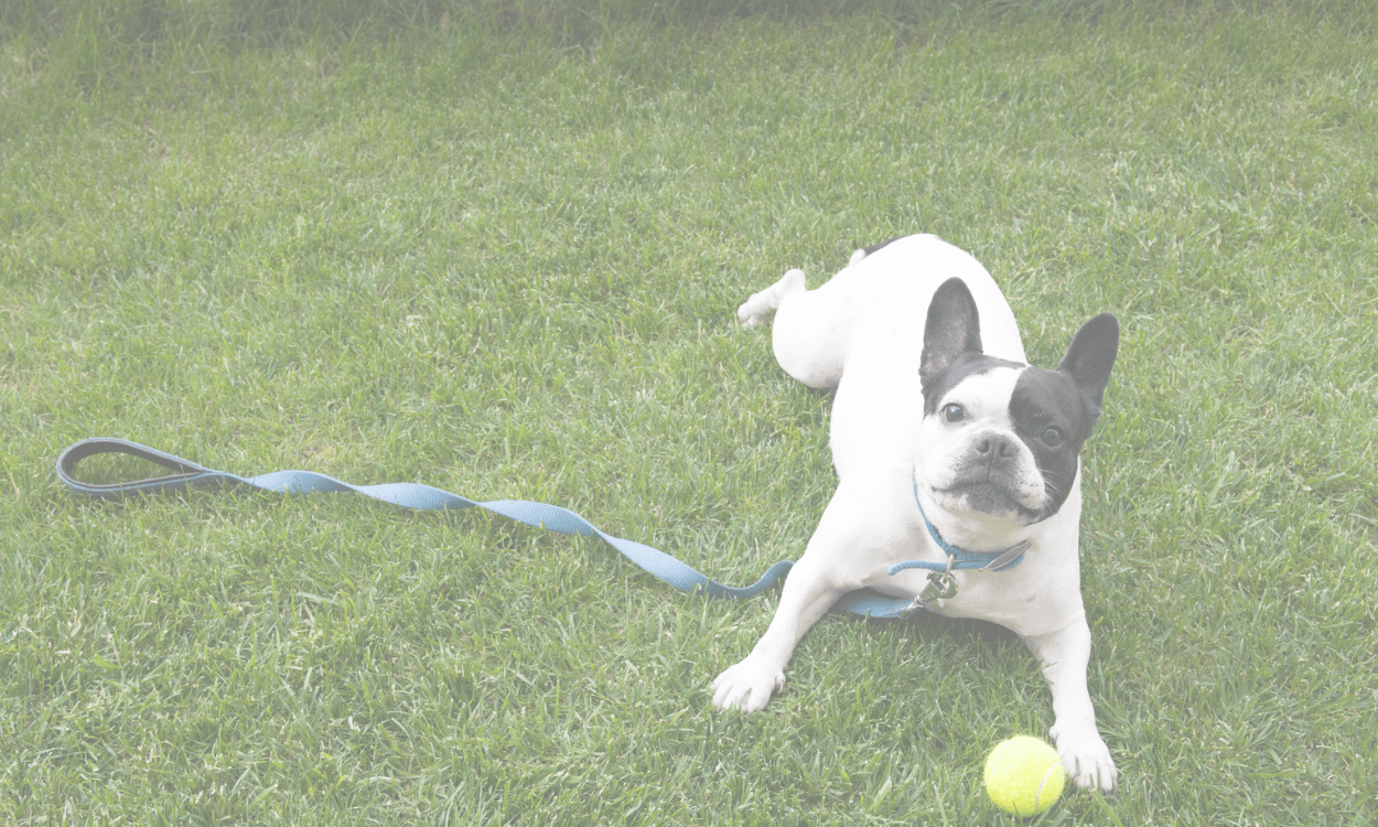 Französische Bulldogge | Französische Bulldogge | Hundetraining je nach ...